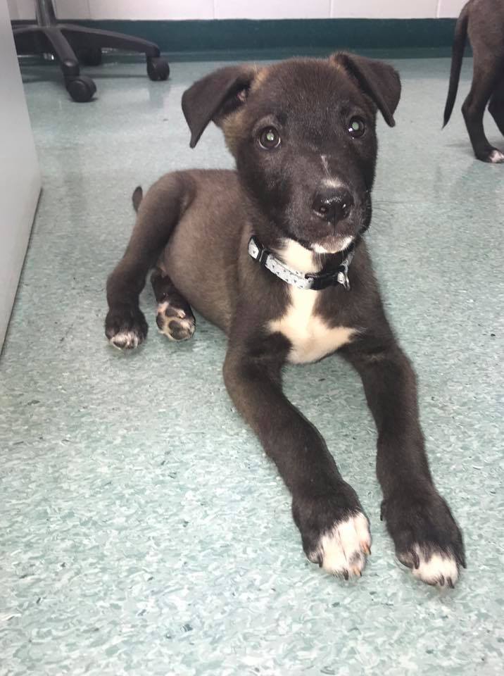 Rambo - Large Male Husky x Staffy Dog in QLD - PetRescue