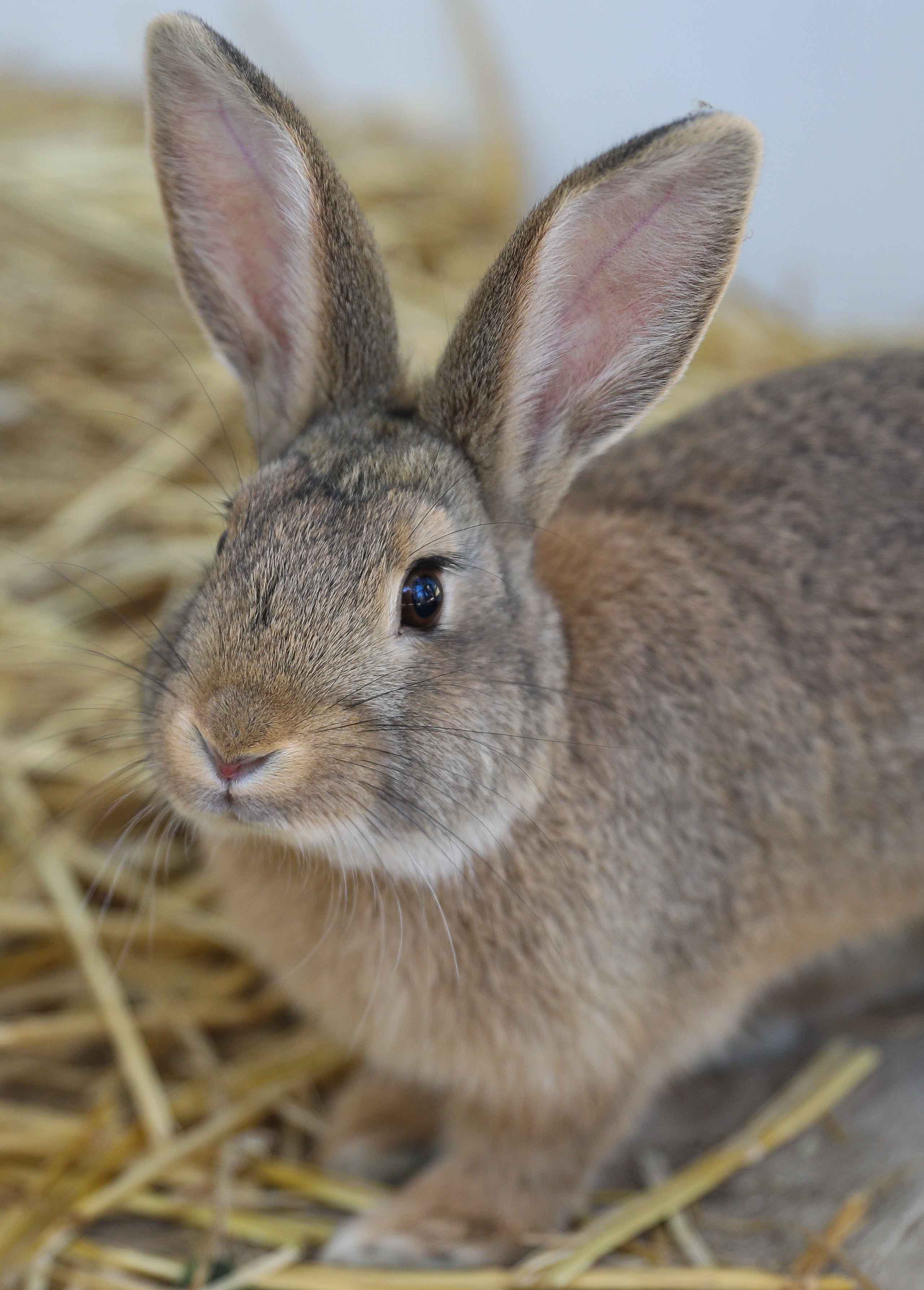 Clover - Female Rabbit in NSW - PetRescue