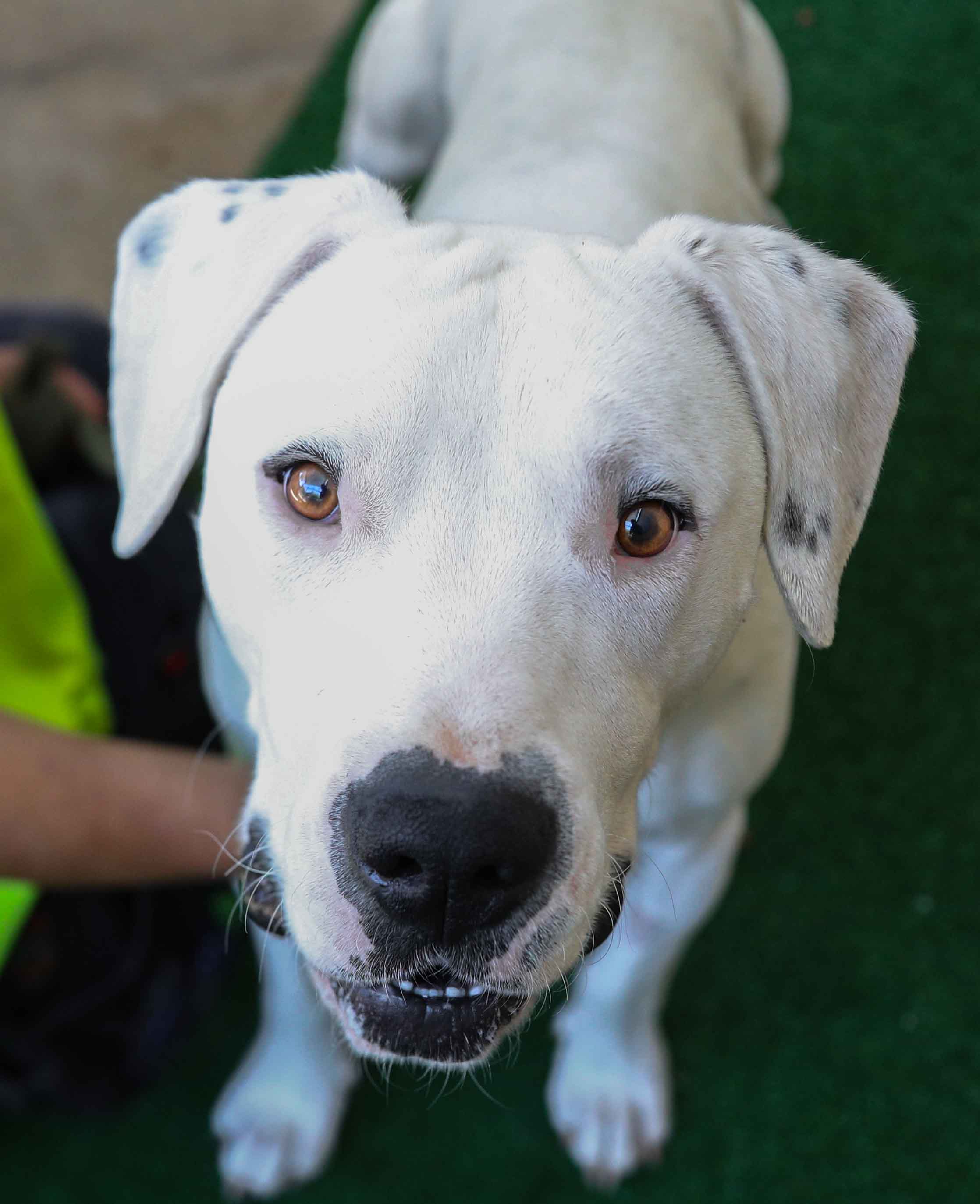 Sebastian - Medium Male Mastiff Mix Dog in NSW - PetRescue