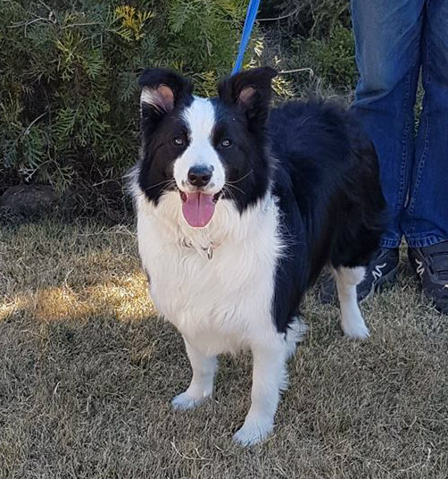 Lola - Medium Female Border Collie Dog in QLD - PetRescue