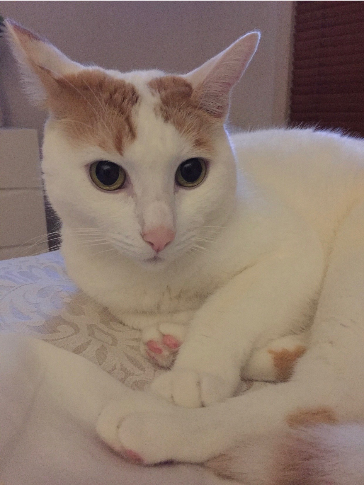 C483 Molly - Female Turkish Van Mix Cat in NSW - PetRescue