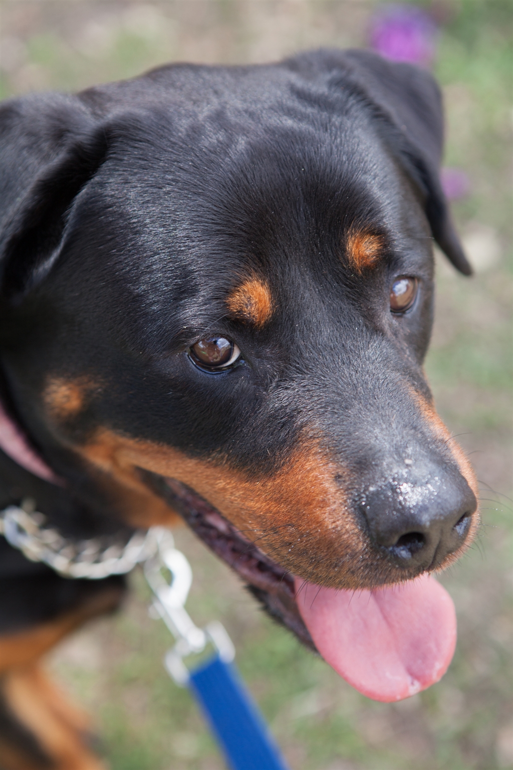 Ava - Large Female Rottweiler Mix Dog in QLD - PetRescue