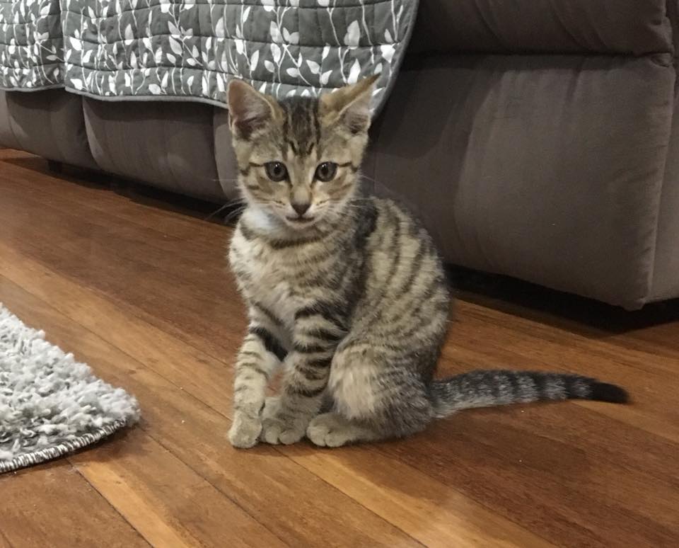 Norbit - Male Domestic Short Hair Cat in QLD - PetRescue