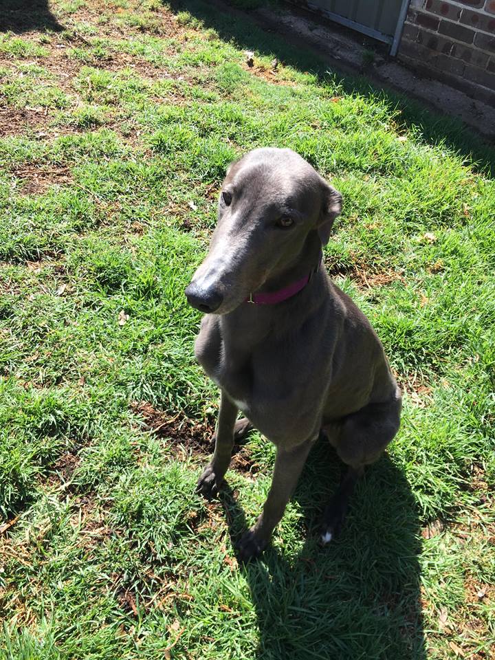 River - Large Male Greyhound Dog in NSW - PetRescue