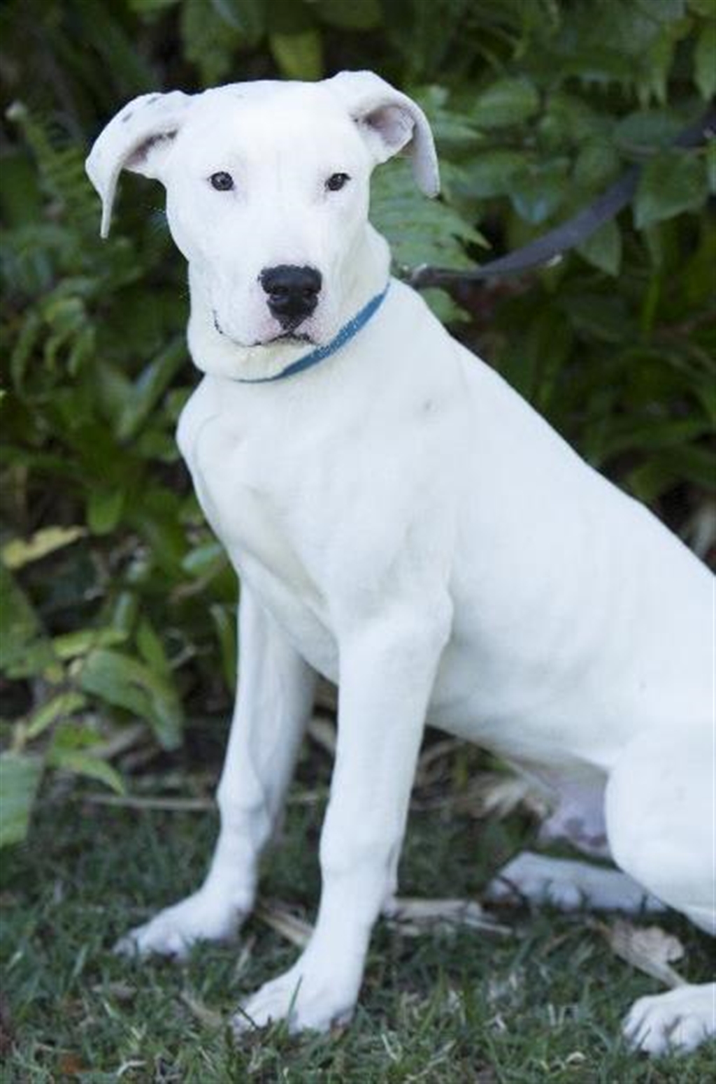 Scrappy - Medium Male North Queensland Bullhound Mix Dog in QLD - PetRescue