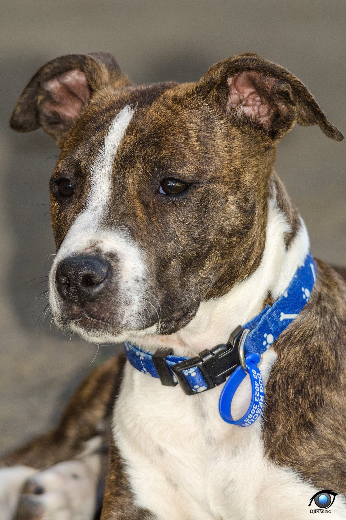 Boof ~ Staffy puppy (on trial 26/10/18) - Medium Male Staffy Mix Dog in ...