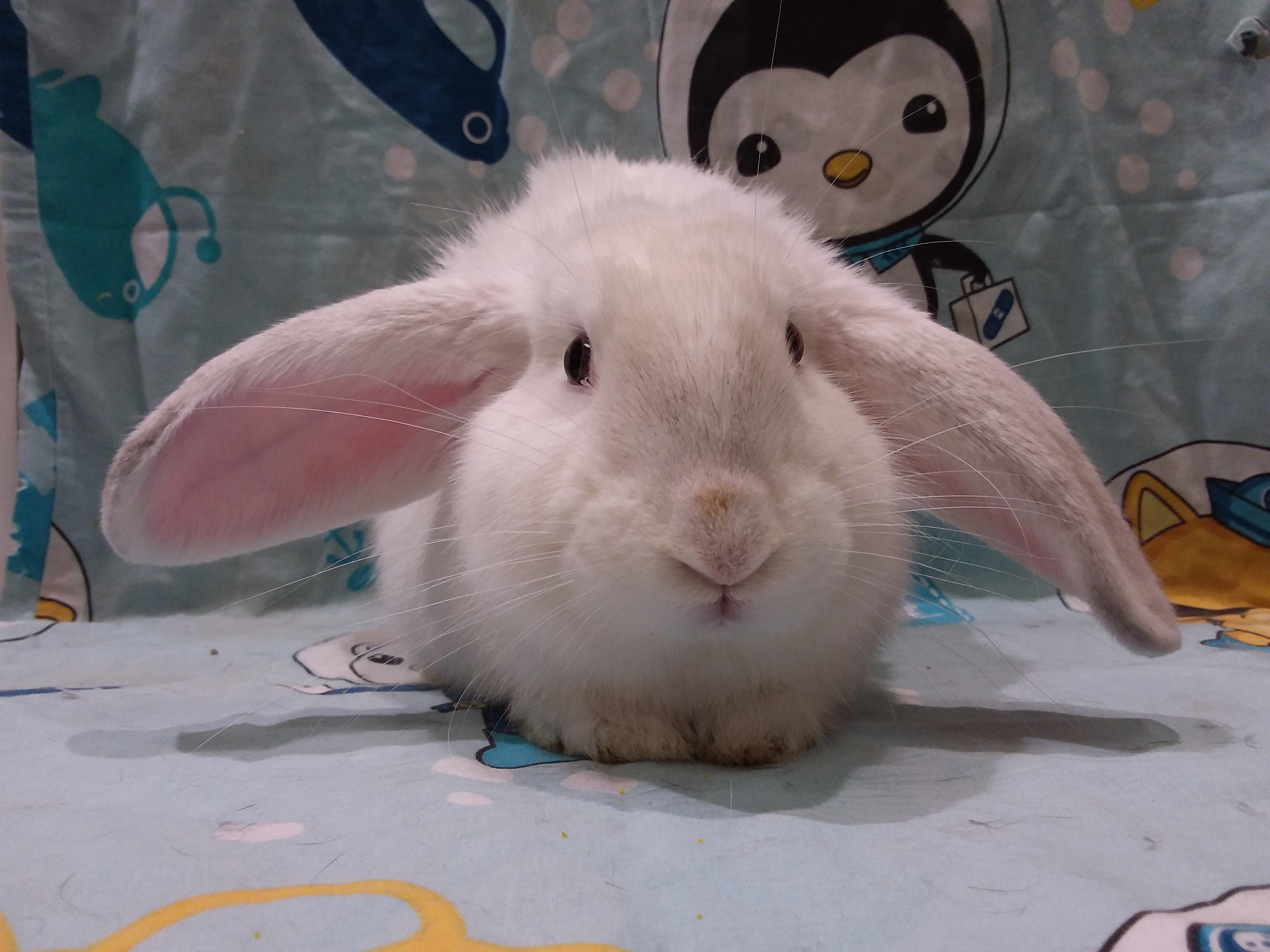 Joey - Male Rabbit in VIC - PetRescue