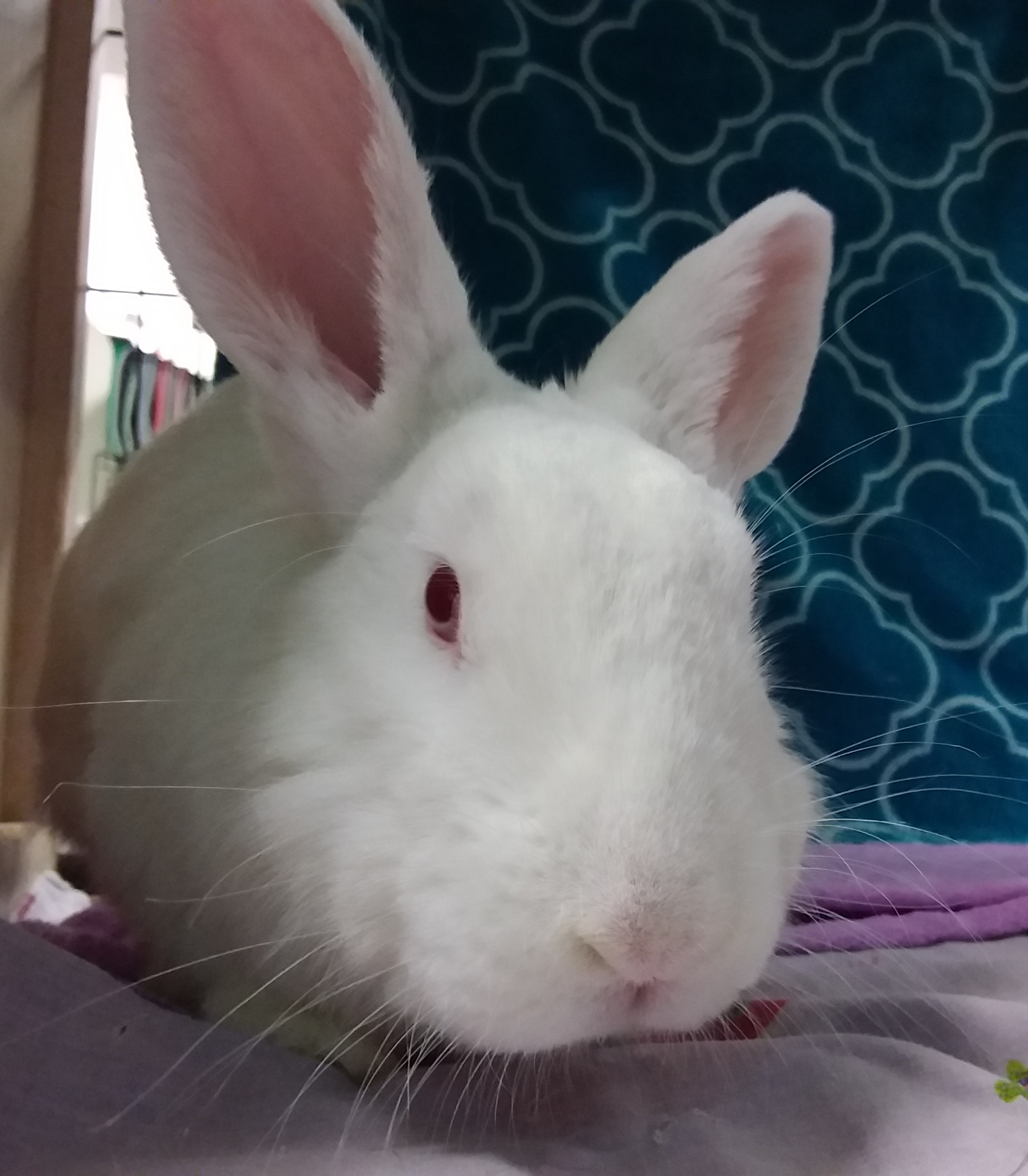 Pinkies (Vib) - Male Rabbit in VIC - PetRescue