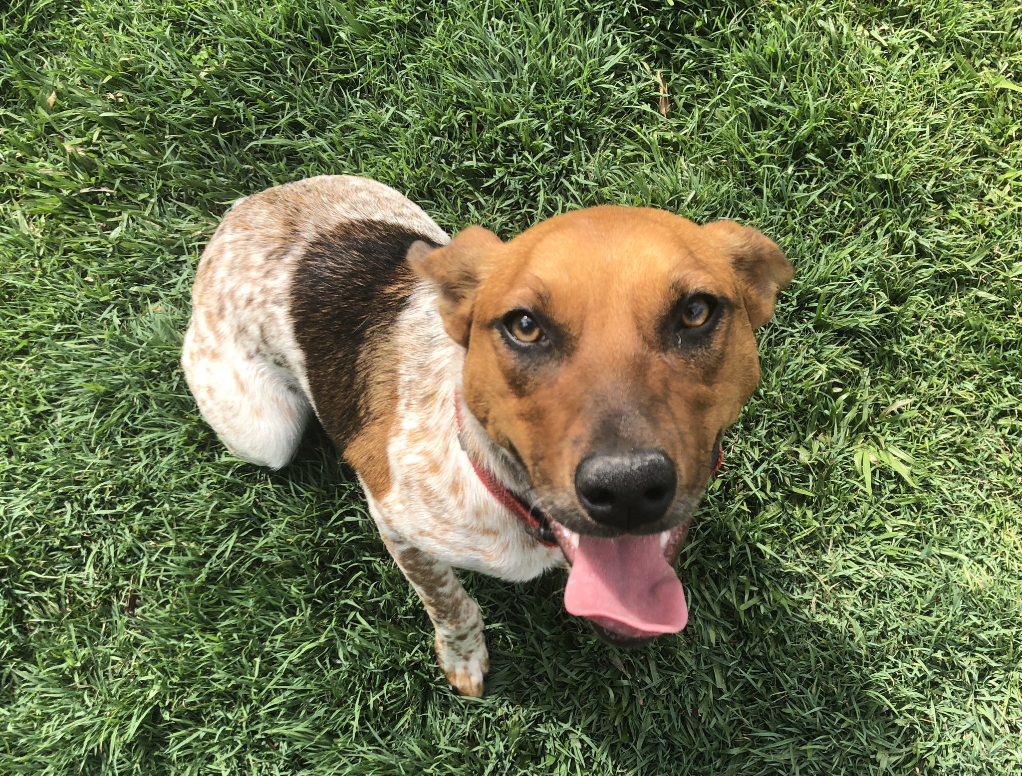 Celina - Medium Female Australian Cattle Dog x Catahoula Dog in QLD ...