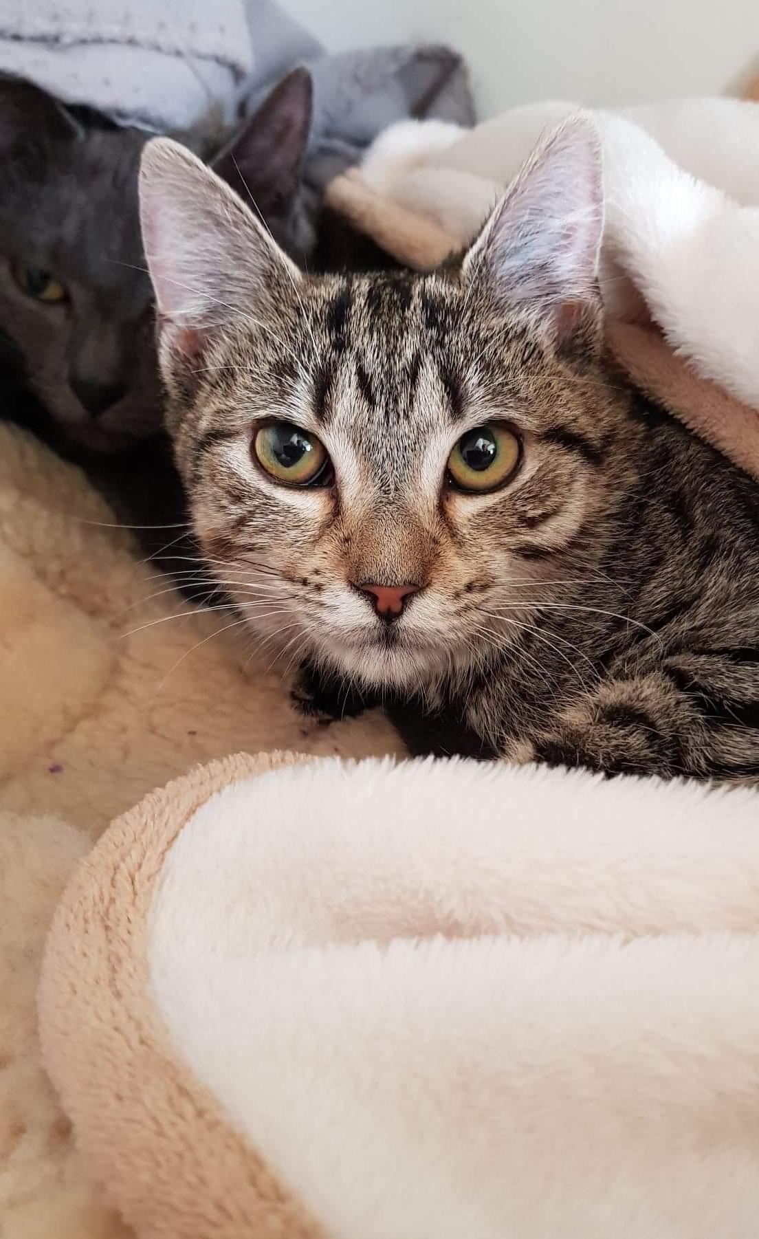 Tubby ID42739 - Female Domestic Short Hair Cat in VIC - PetRescue