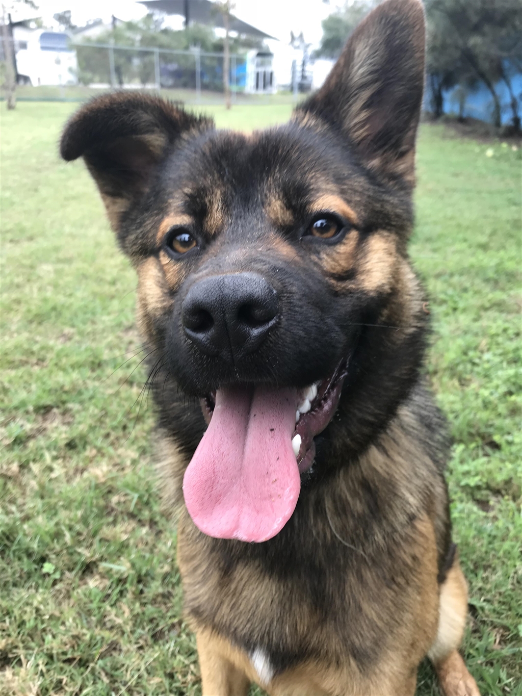 River - Medium Male German Shepherd x Spitz Mix Dog in QLD - PetRescue