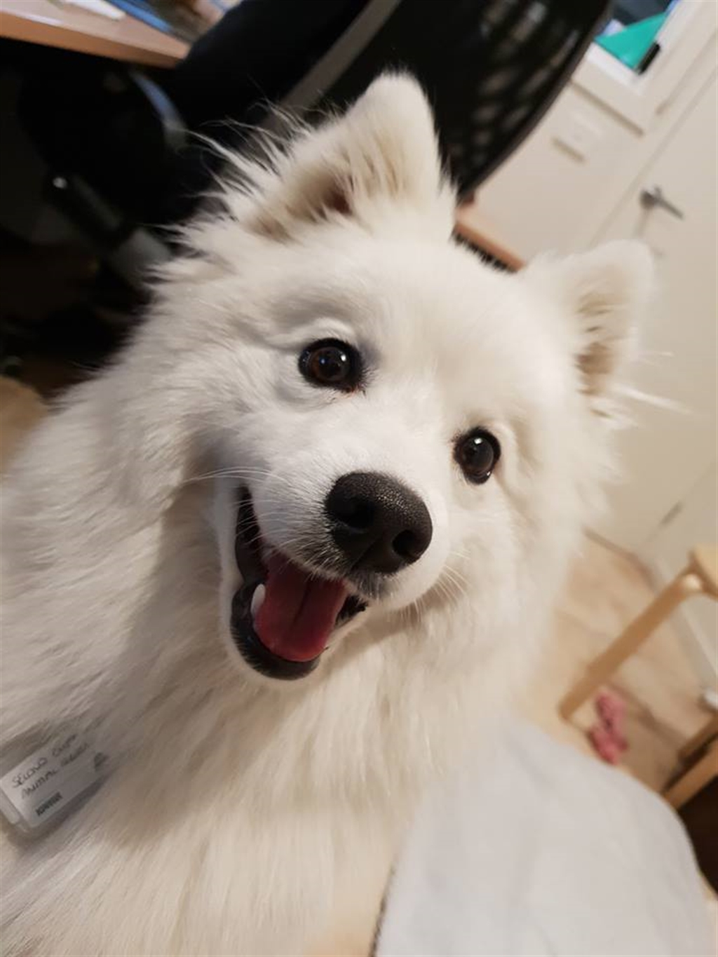 Yuki - Small Female Japanese Spitz Mix Dog in VIC - PetRescue