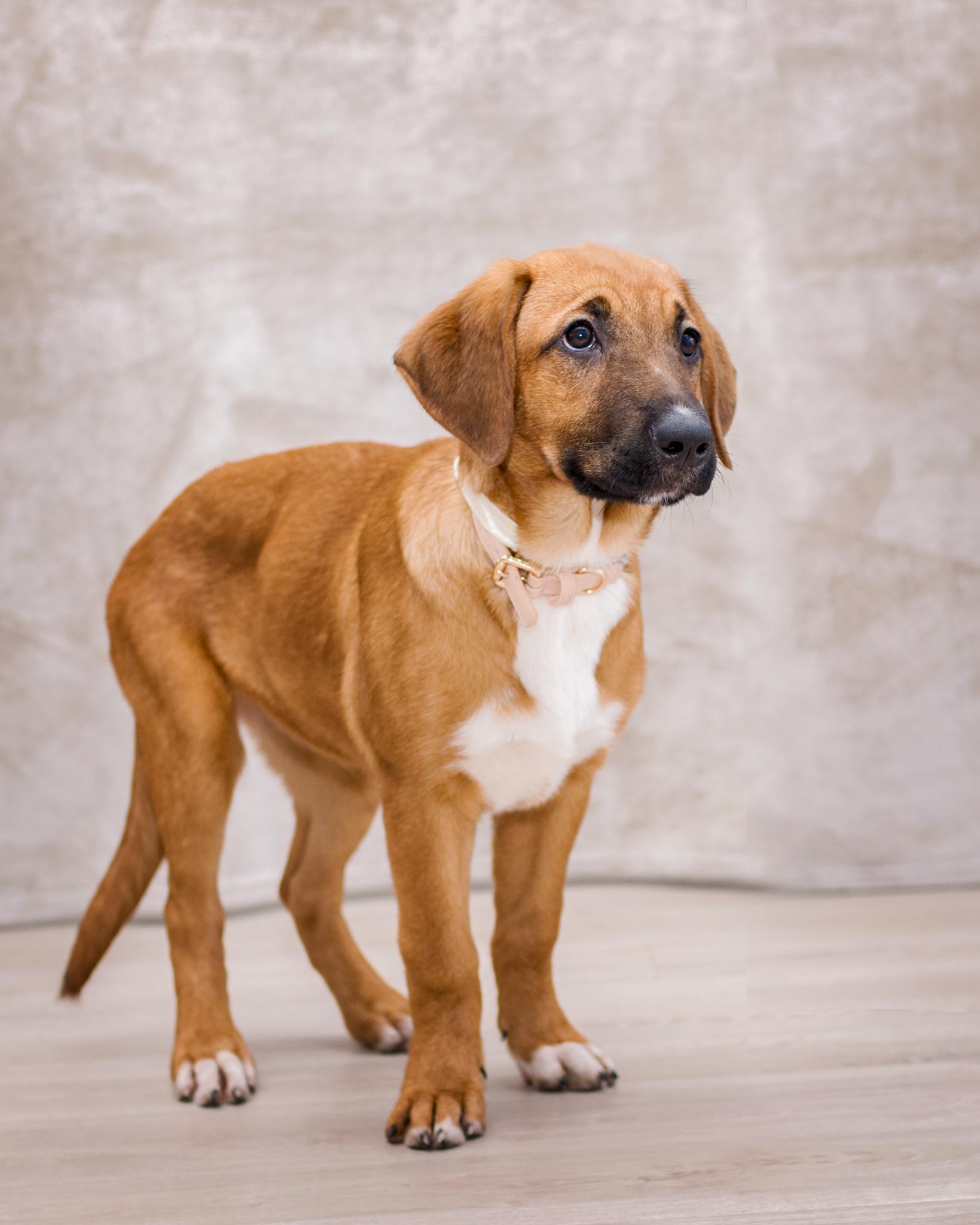 Honey **On Trial With My New Family** - Large Female Golden Retriever x ...
