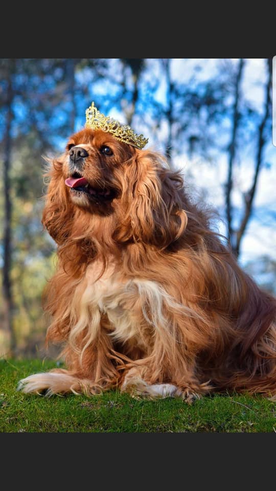 Princess - Medium Female Cavalier King Charles Spaniel Dog in VIC ...