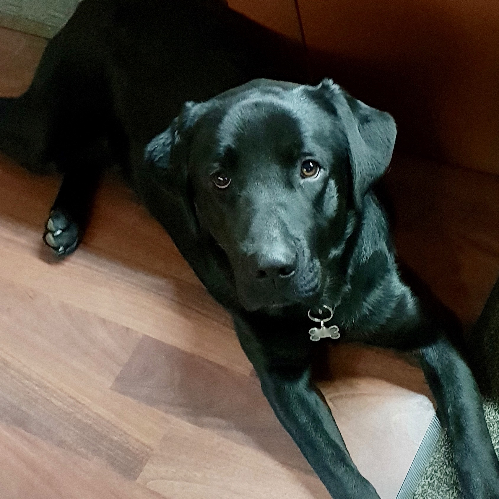 Eric - Medium Male Labrador Dog in NSW - PetRescue