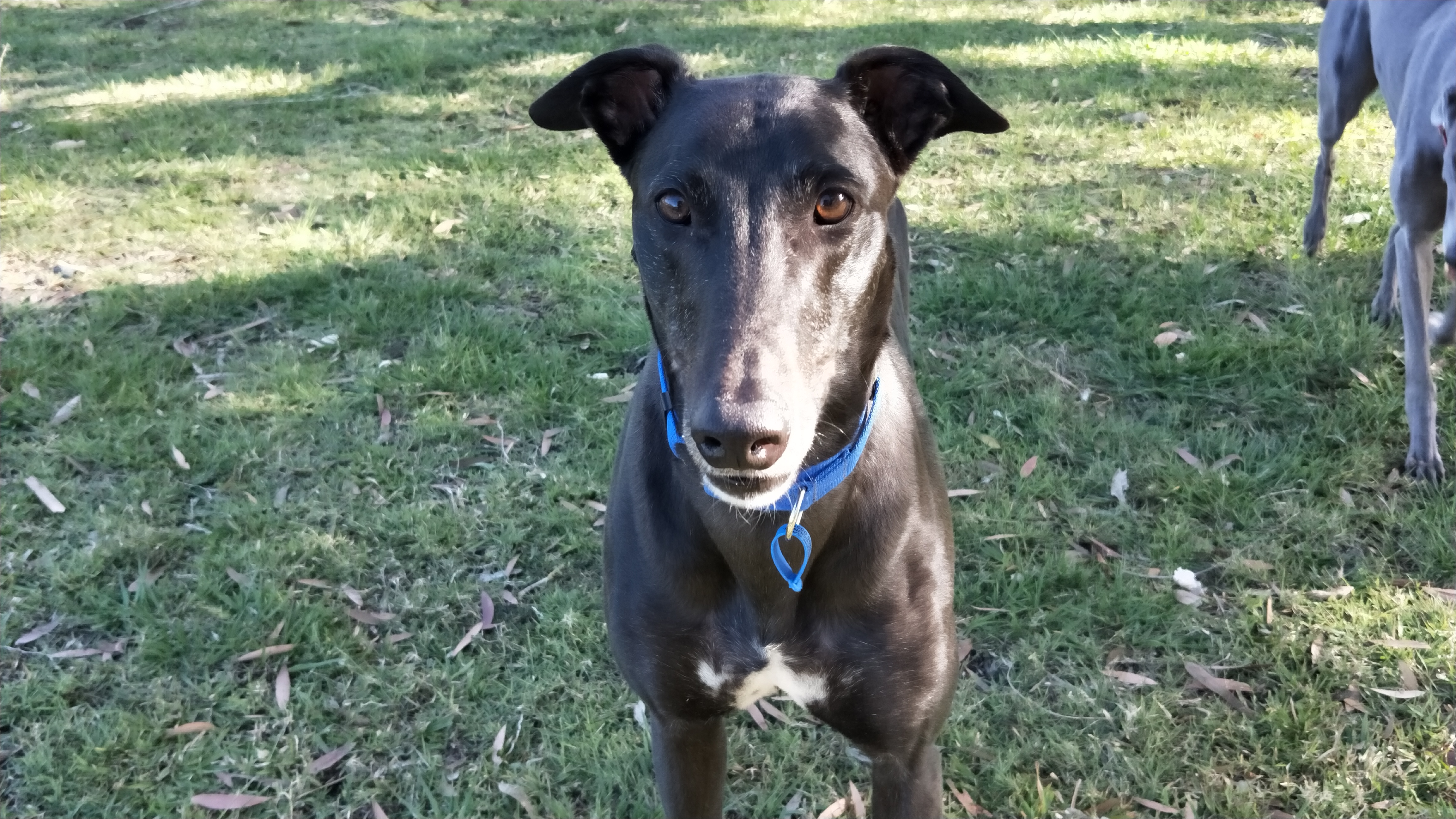 Al - Large Male Greyhound Dog in QLD - PetRescue