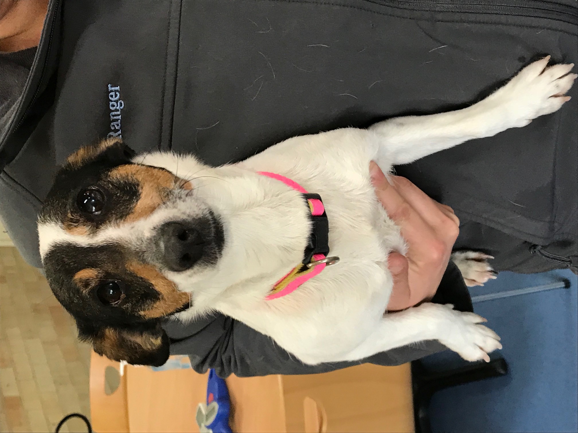 Roxie - Small Female Fox Terrier Dog in NSW - PetRescue