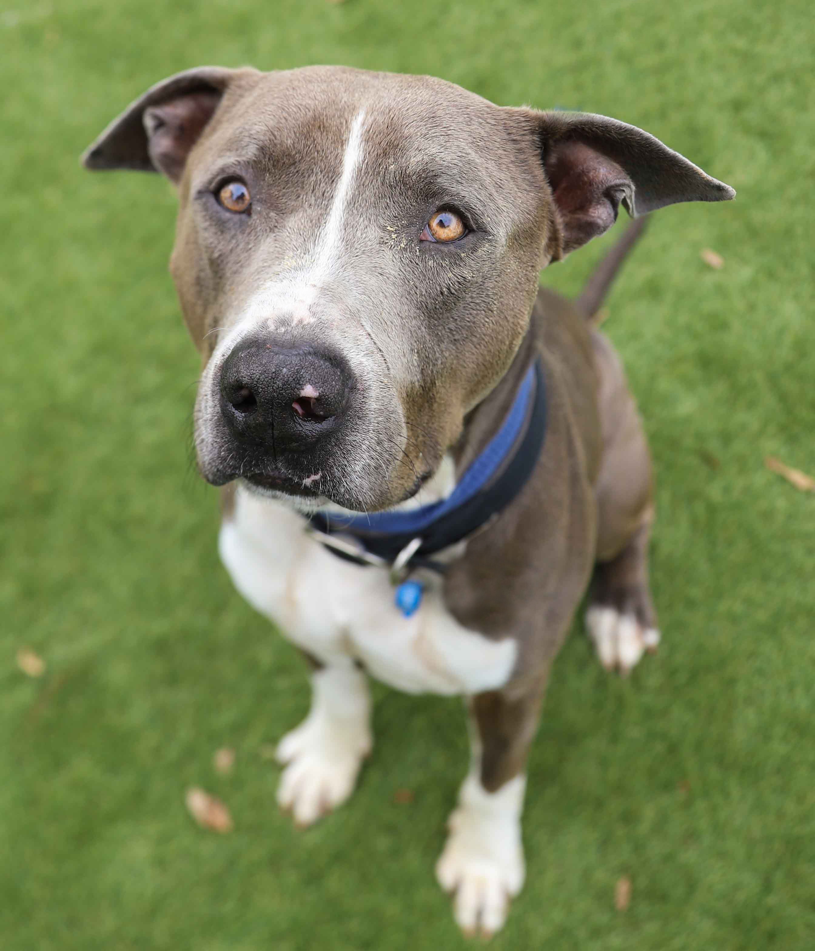 Mali - Large Male American Staffordshire Terrier Dog in NSW - PetRescue