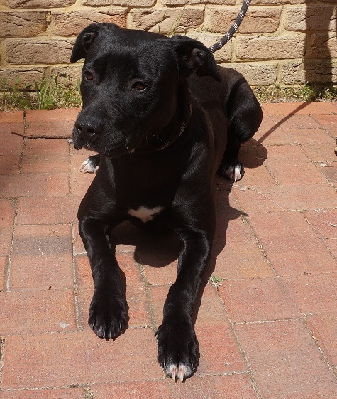 Cilla - Medium Female Labrador x Staffy Mix Dog in WA - PetRescue