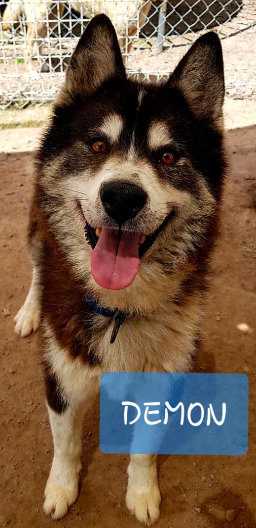 🐾Demon🐾 - Large Male Samoyed x Siberian Husky Mix Dog in NSW - PetRescue