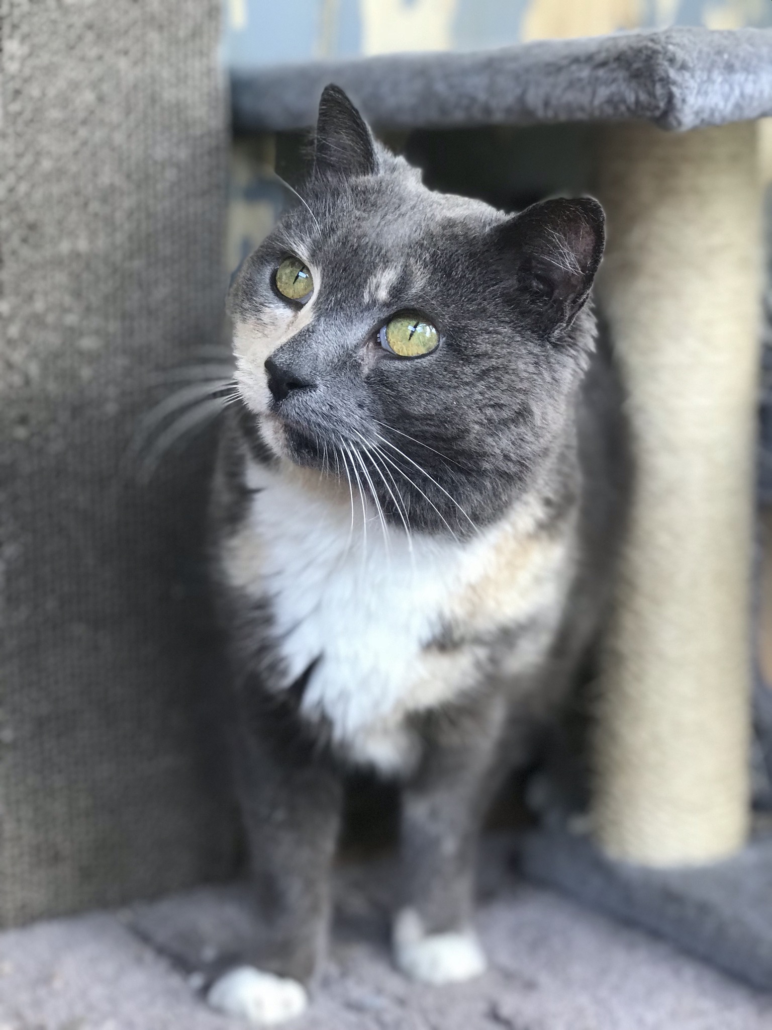 Callie - Female British Shorthair Mix Cat in NSW - PetRescue