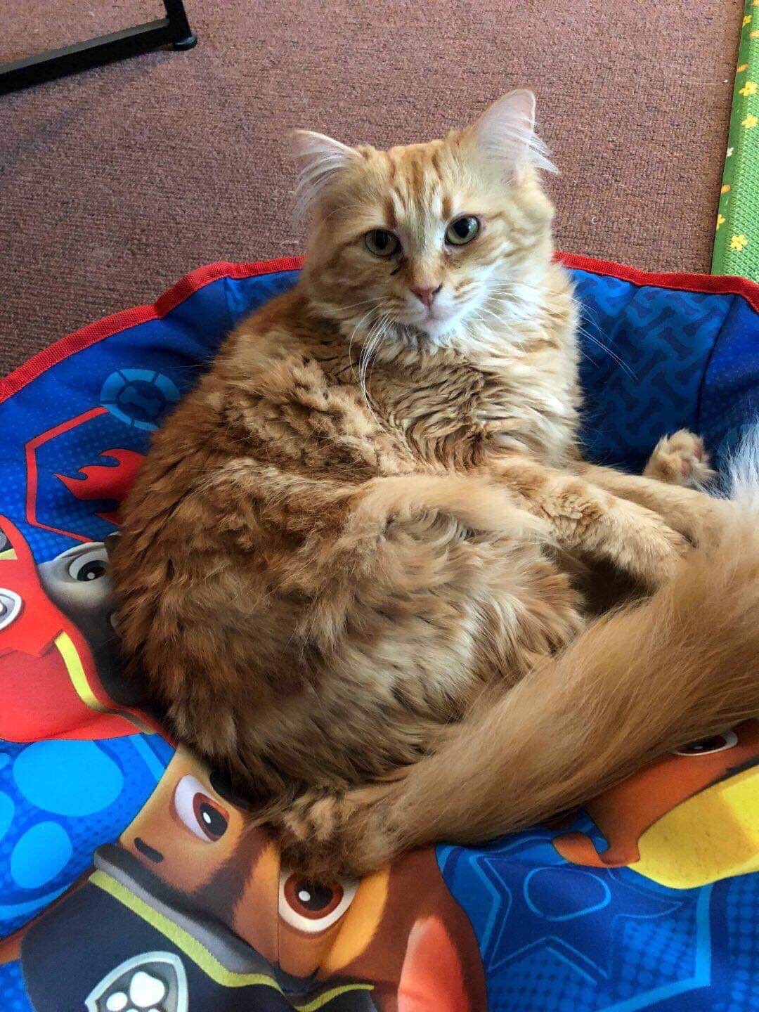 Pushkin - Female Domestic Medium Hair Cat in SA - PetRescue