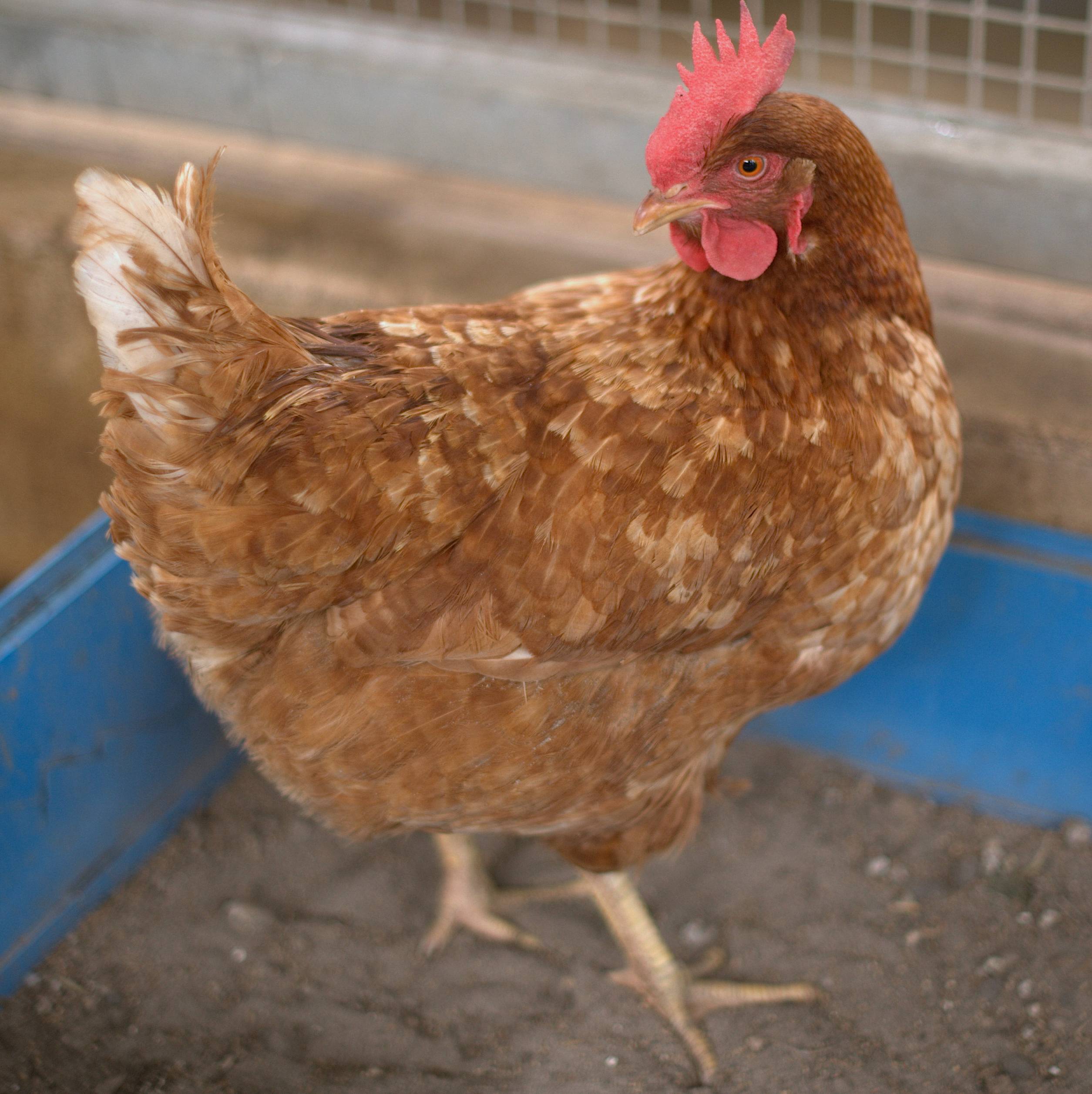 Dot - Female Chicken in NSW - PetRescue