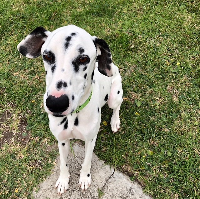 Leo - Large Male Dalmatian Dog in NSW - PetRescue