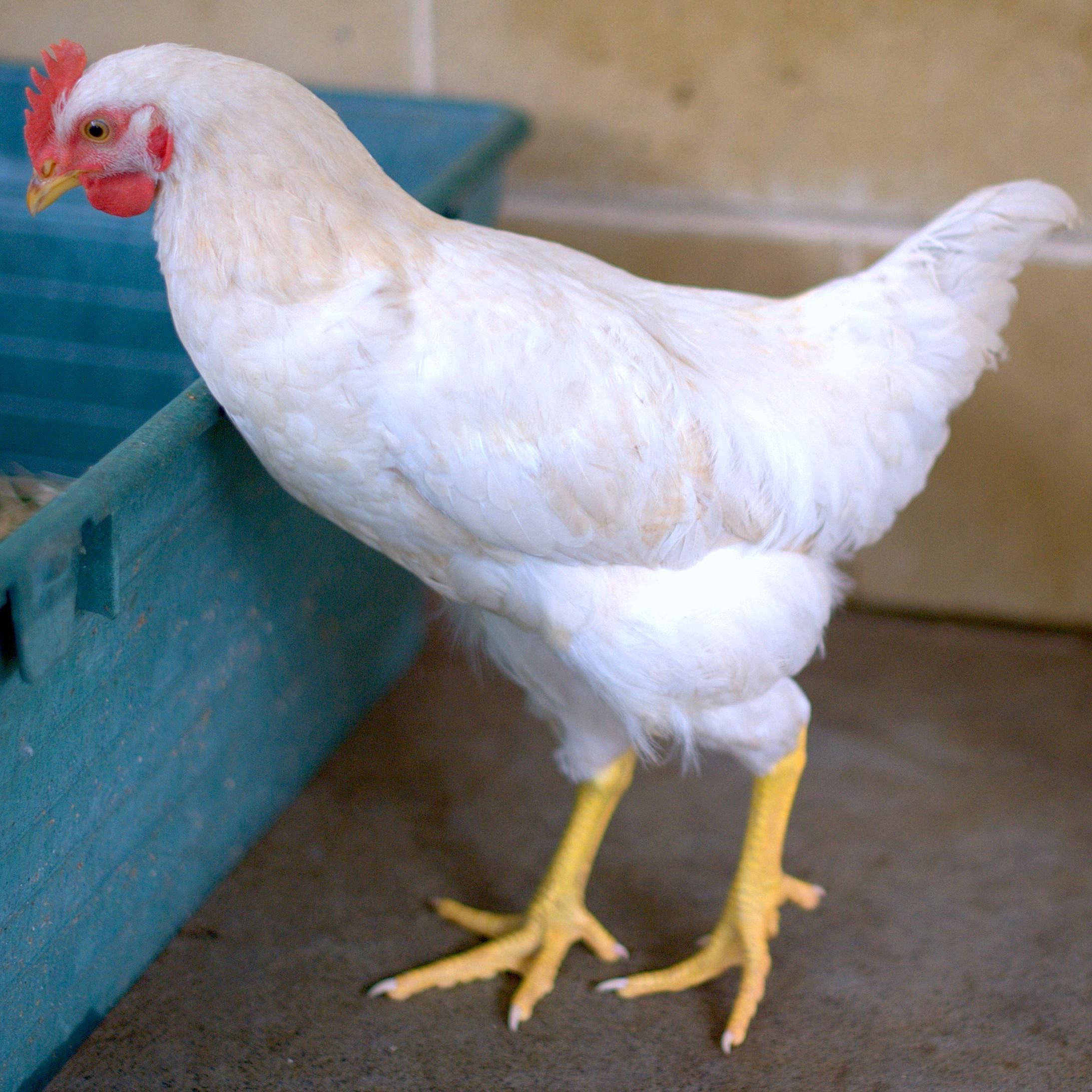 Ginny - Female Chicken in NSW - PetRescue