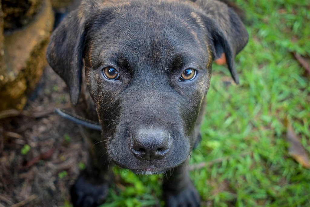 Frank - Large Male English Mastiff Mix Dog in QLD - PetRescue