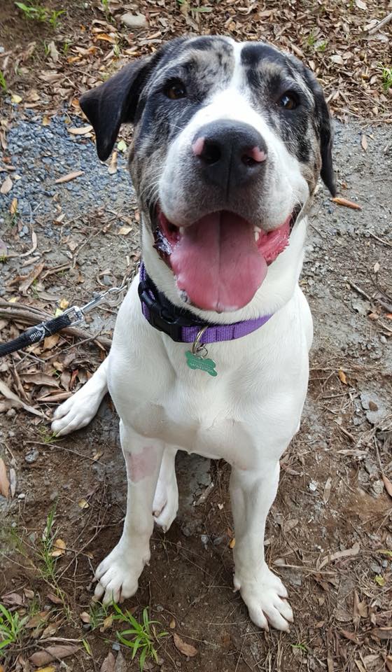 Brax - Large Male Bull Arab x Catahoula Dog in NSW - PetRescue