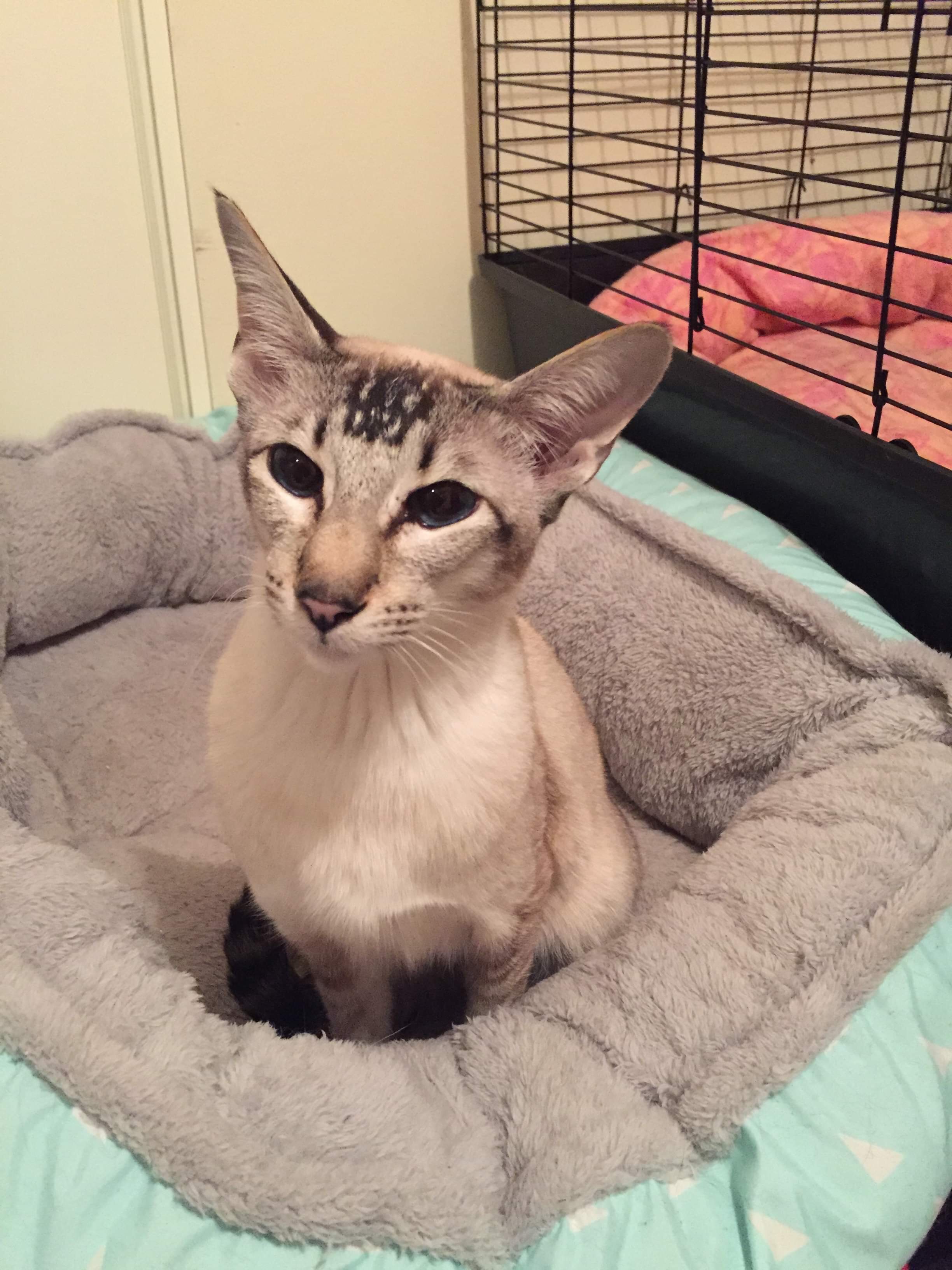 Abby - Female Siamese Cat in SA - PetRescue