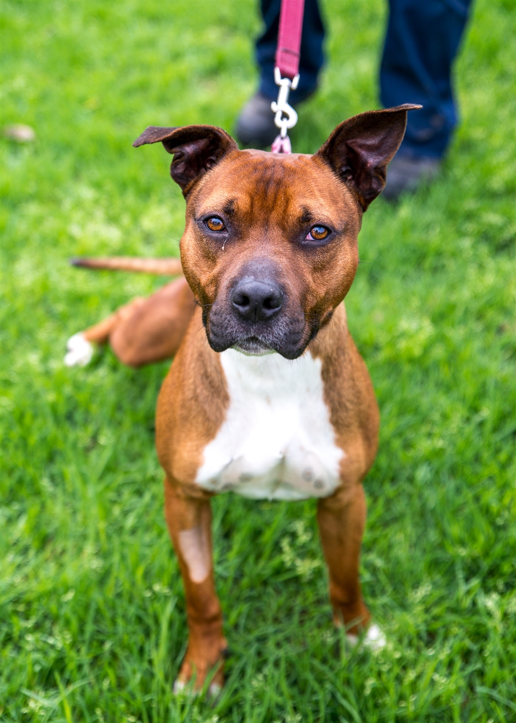 Marlon - Medium Male Staffordshire Terrier Mix Dog in NSW - PetRescue