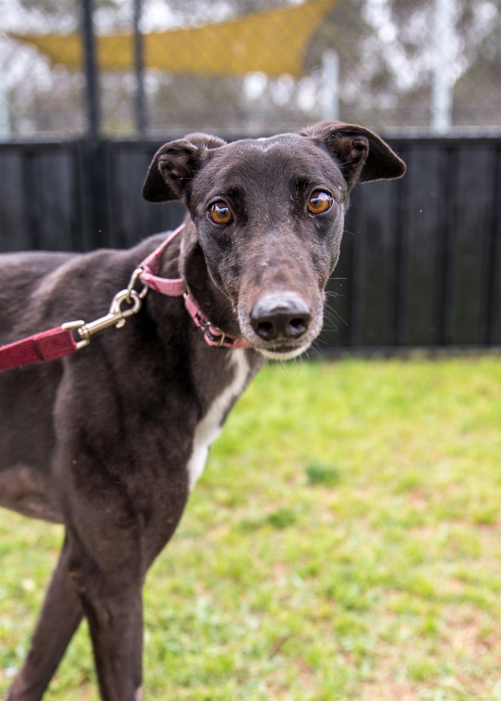 Prue - Large Female Greyhound Mix Dog in NSW - PetRescue