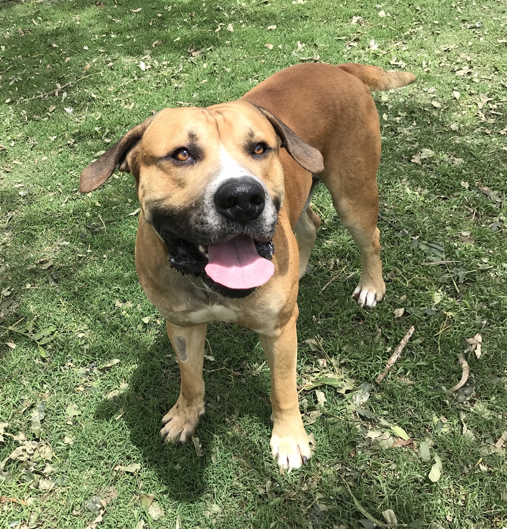 Bailey - Large Male Bullmastiff x Labrador Retriever Mix Dog in QLD ...