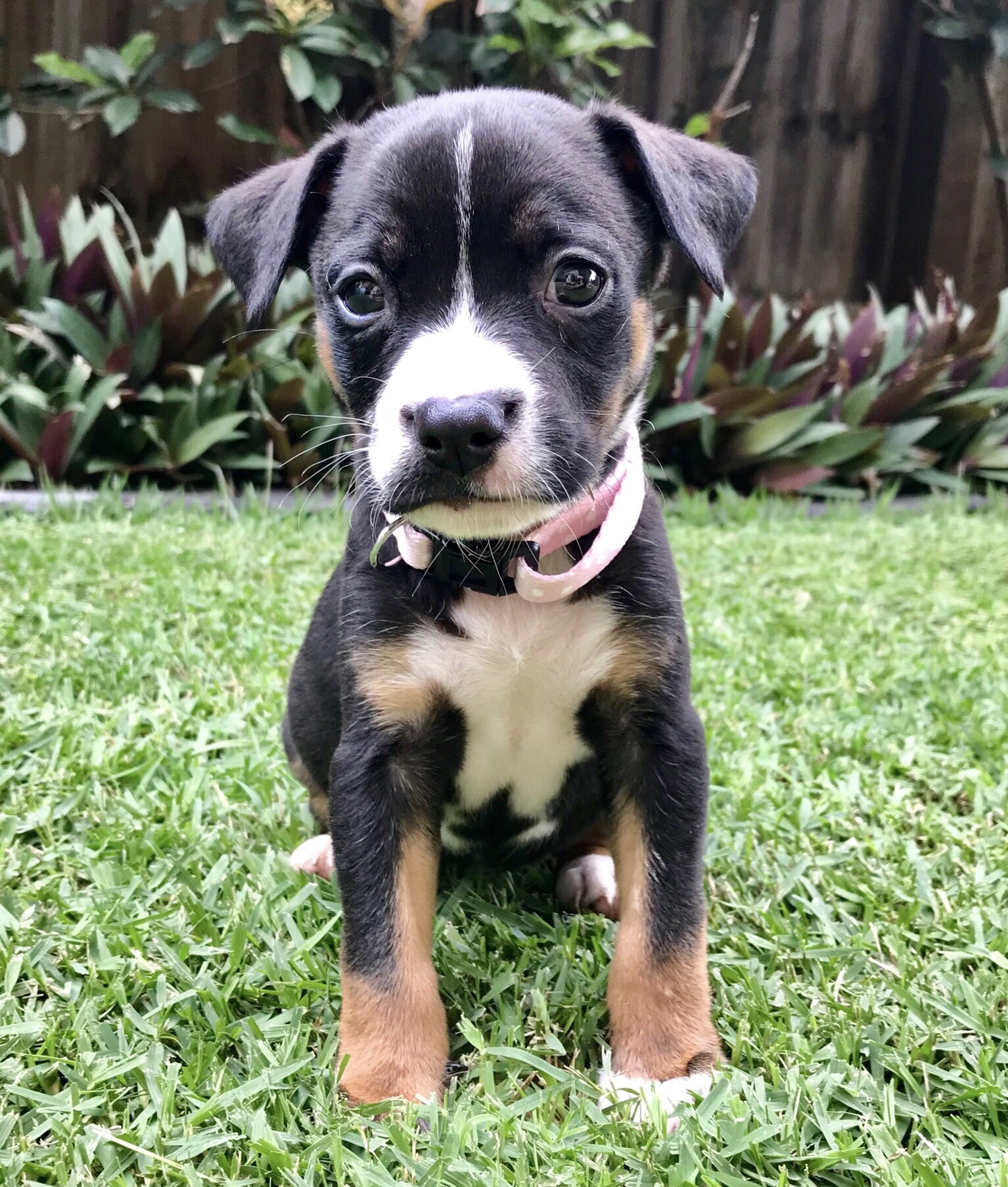 Emerald - Medium Female Border Collie x Rottweiler Dog in QLD - PetRescue