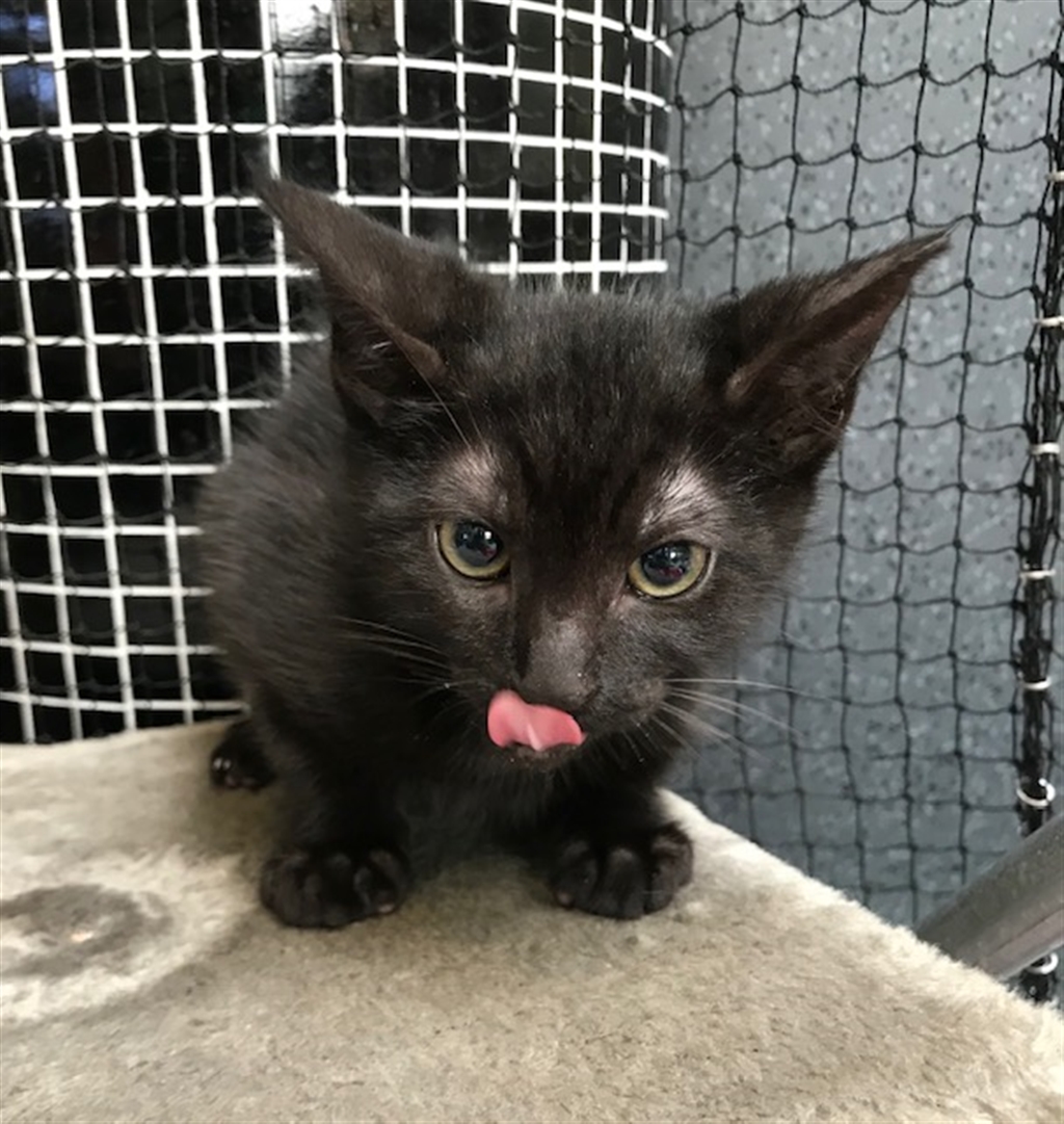 Maximillian - Male Domestic Short Hair Mix Cat in QLD - PetRescue