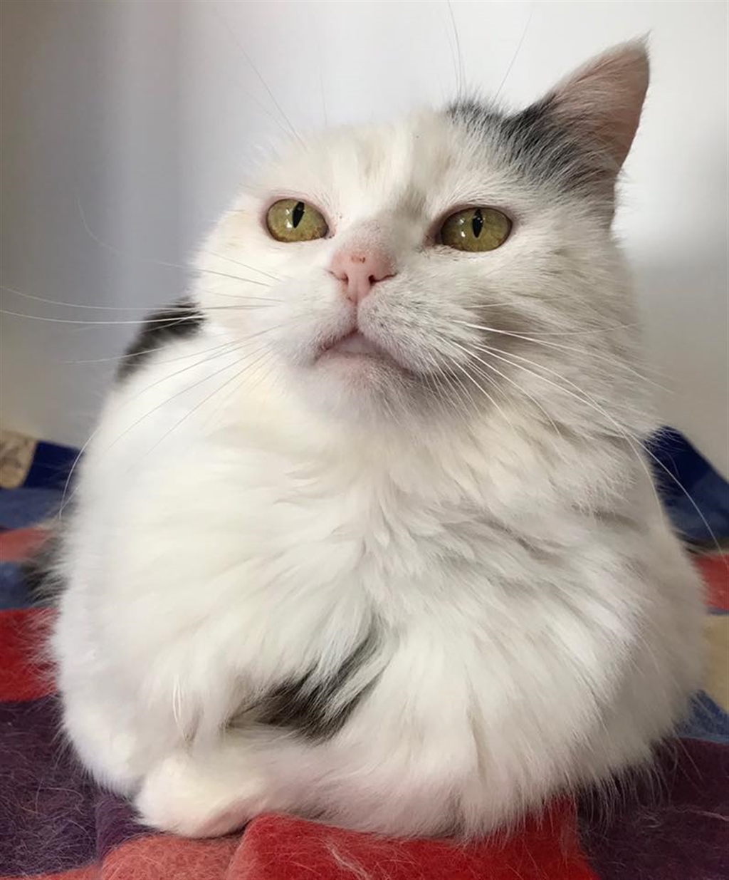 Pud - Female Domestic Medium Hair Mix Cat in WA - PetRescue