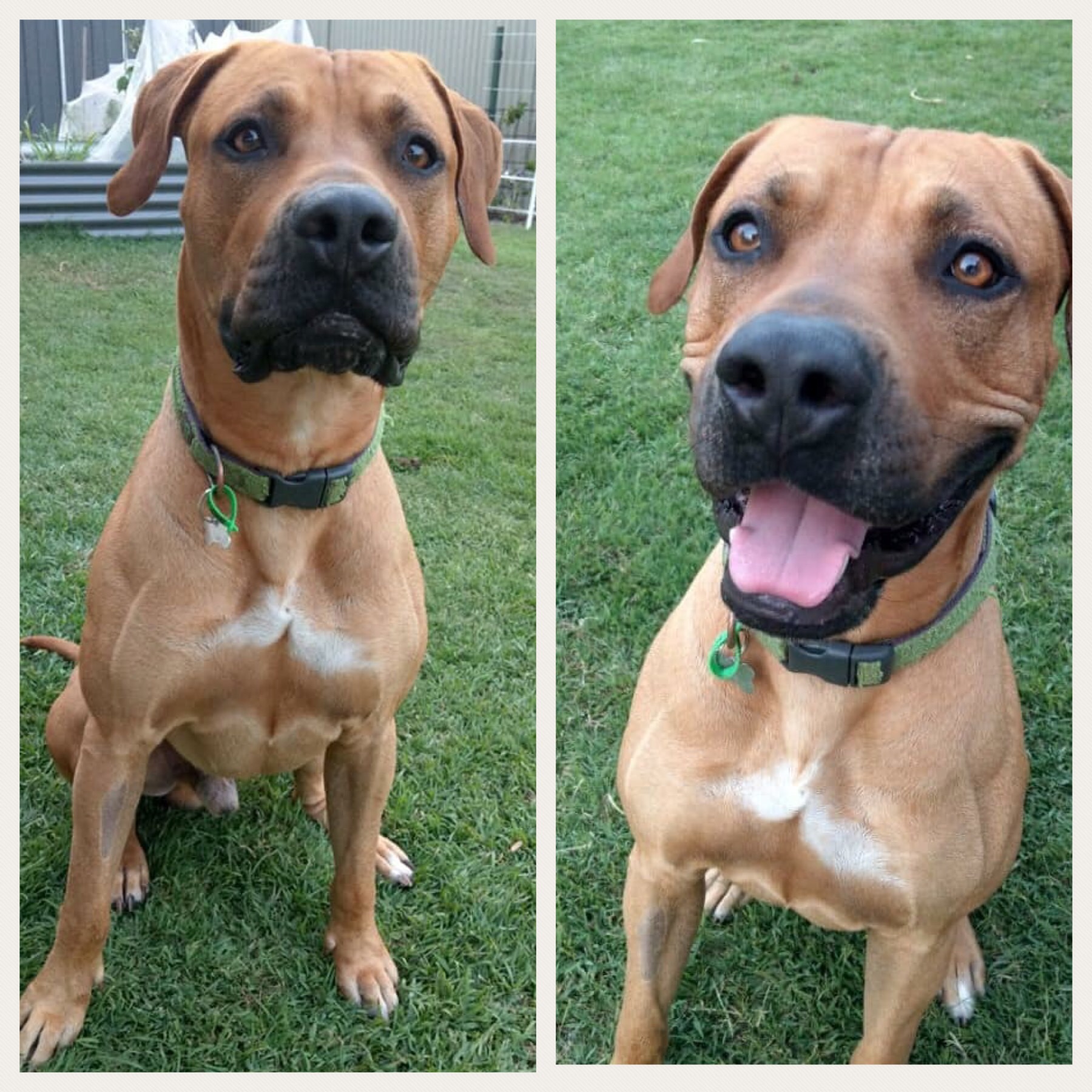 Oscar - Large Male Mastiff Mix Dog in QLD - PetRescue