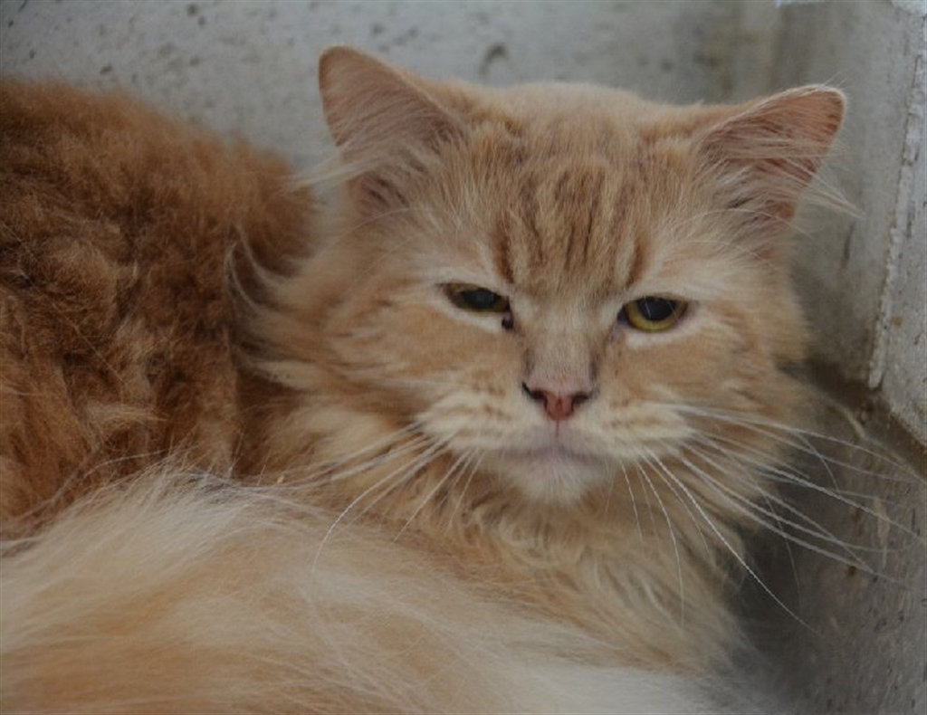 Boaz - Male Domestic Medium Hair x Persian Mix Cat in QLD - PetRescue