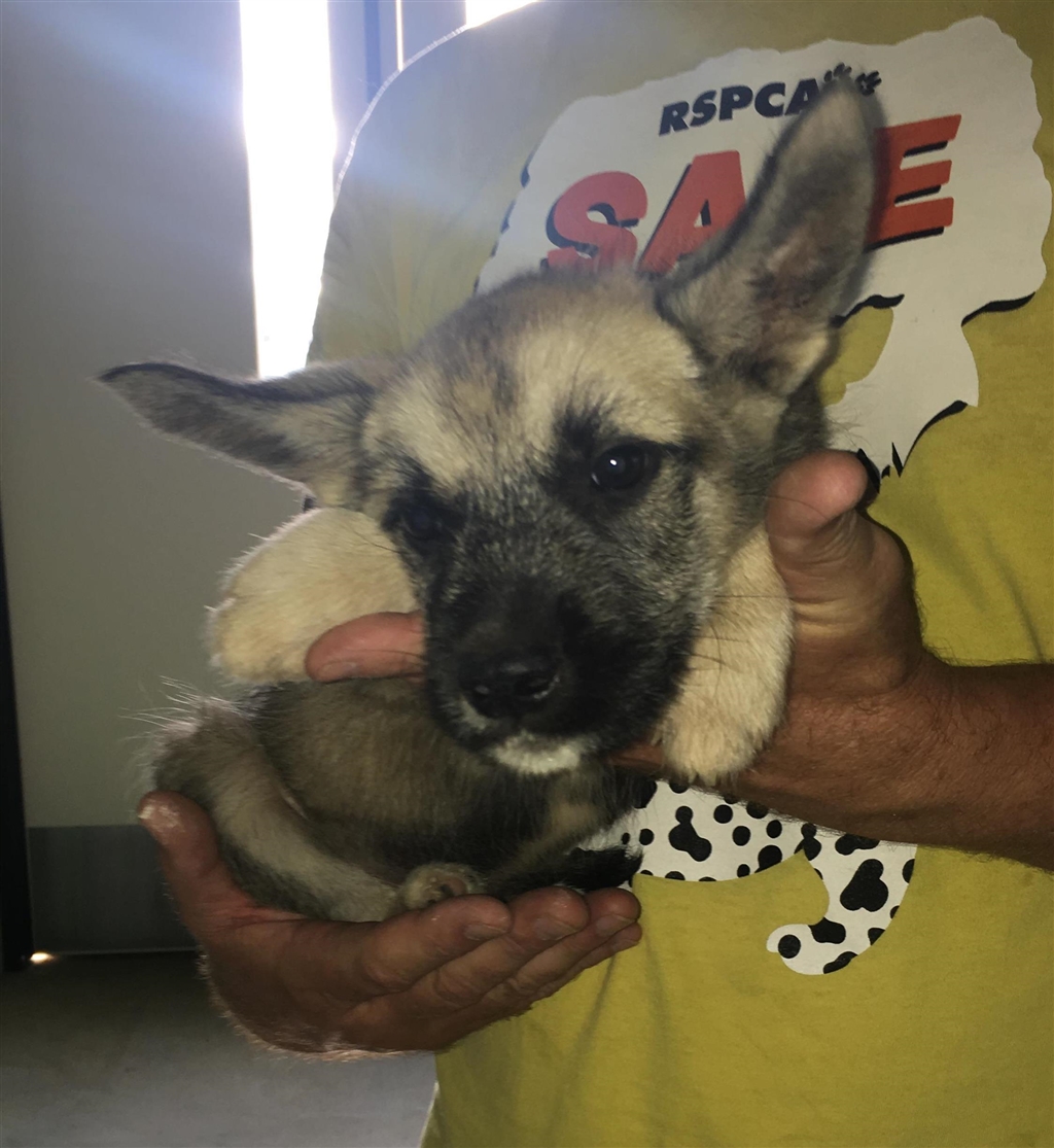 Brock - Medium Male Rhodesian Ridgeback x Siberian Husky Mix Dog in QLD ...