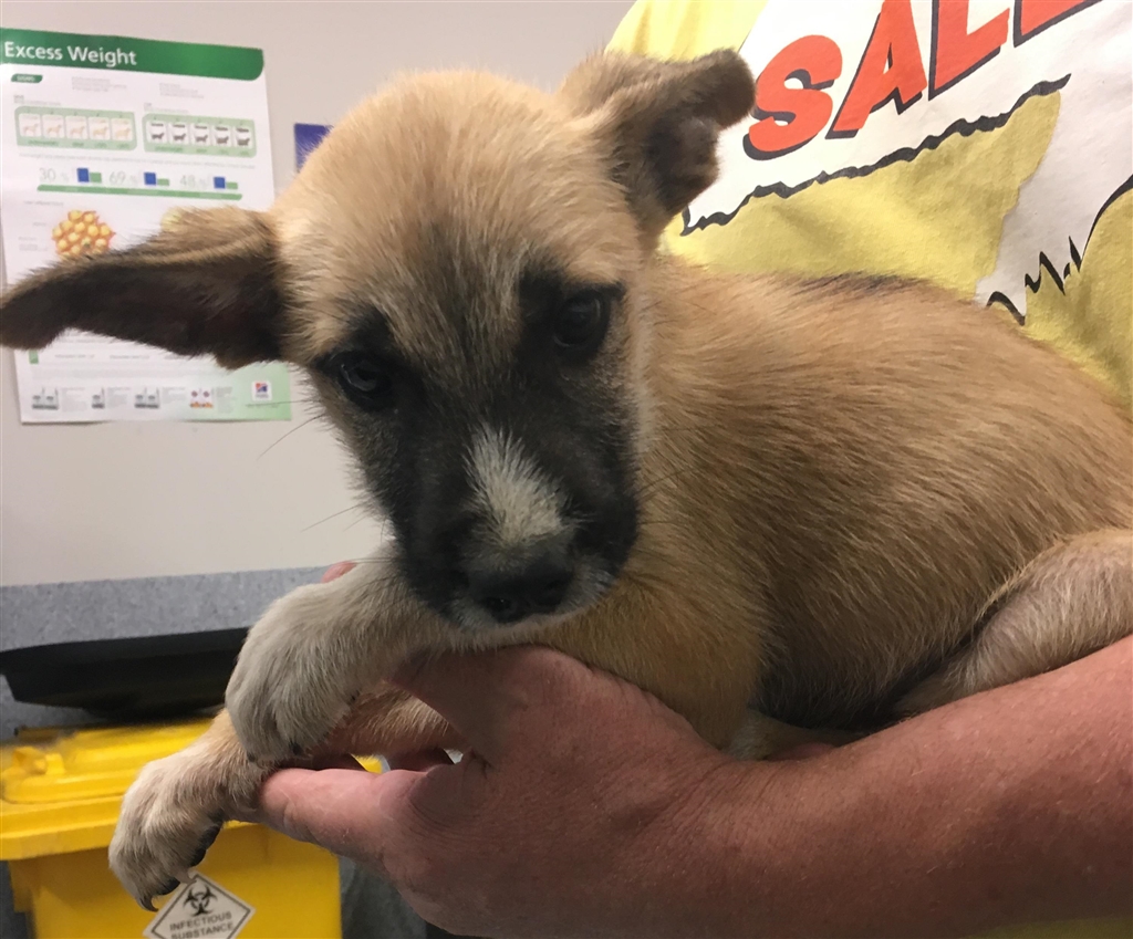 Austin - Medium Male Rhodesian Ridgeback x Siberian Husky Mix Dog in ...