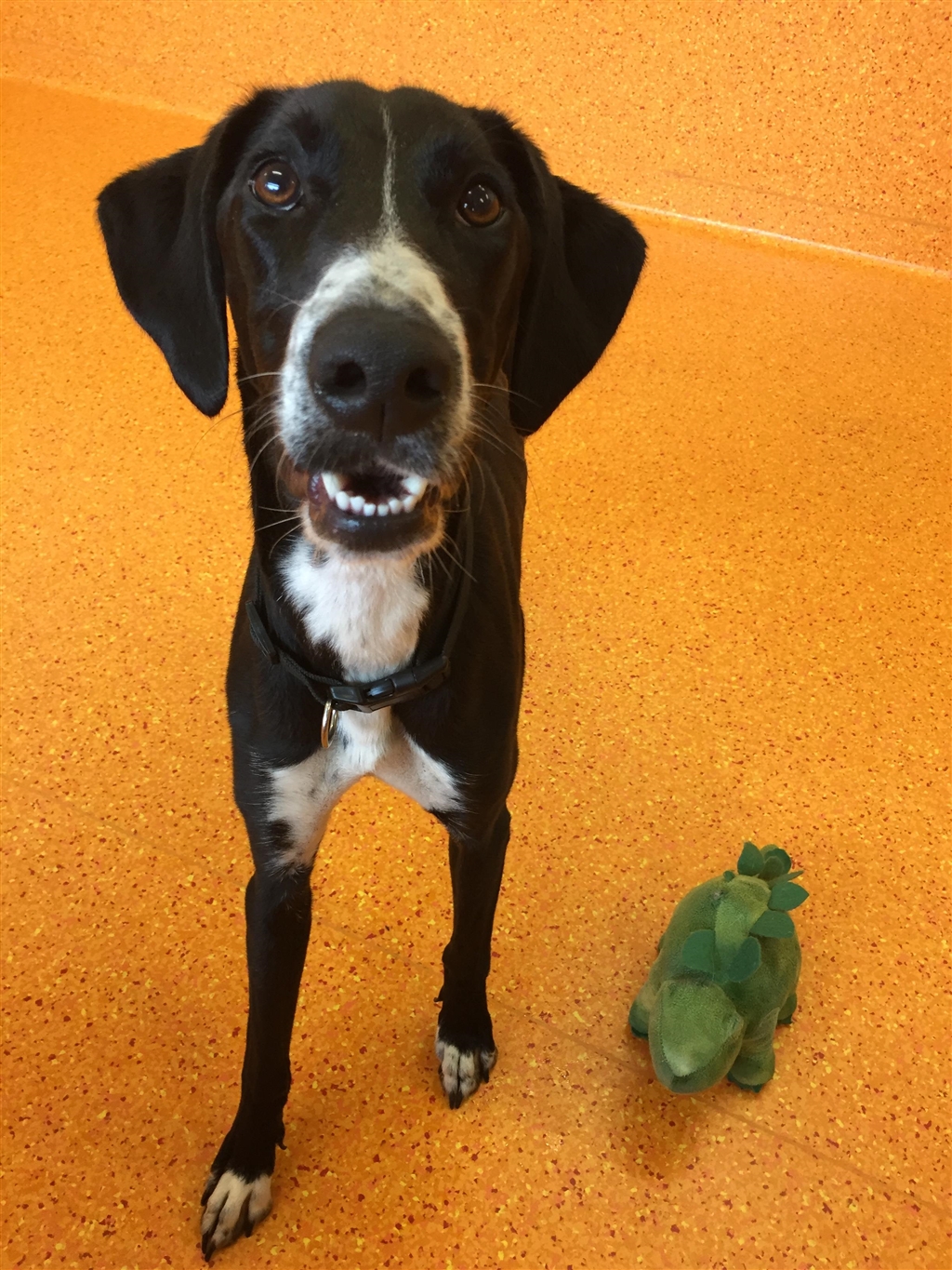 Anna - Medium Female Border Collie x Greyhound Mix Dog in QLD - PetRescue