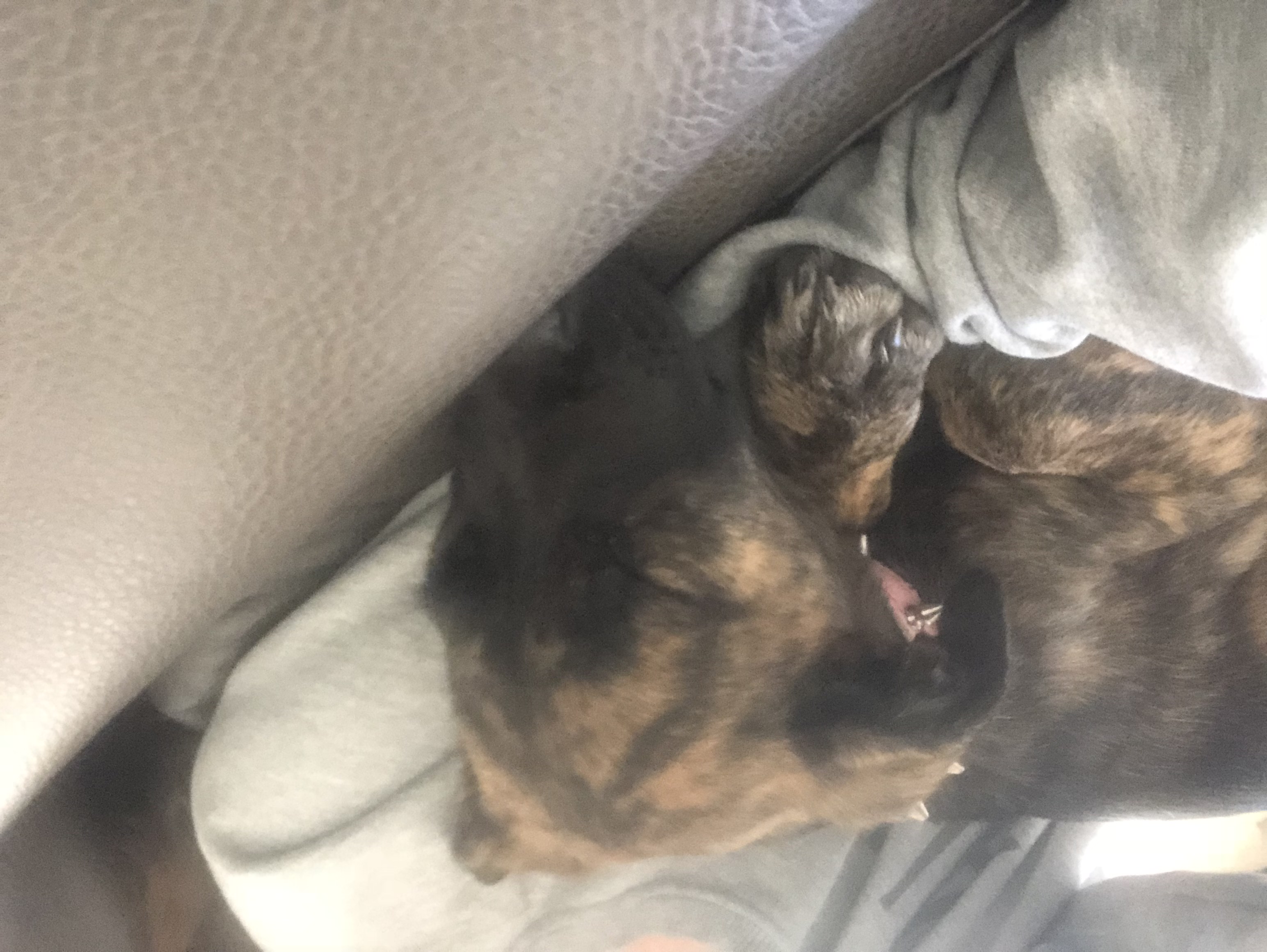 Kovu - Medium Male Mixed Breed Dog in VIC - PetRescue