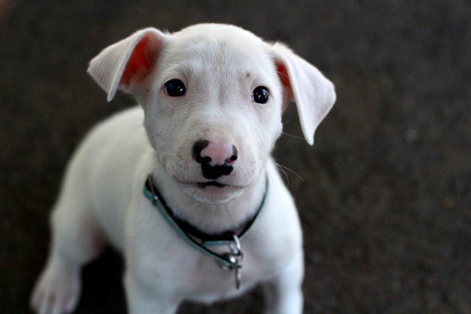 Verne - Medium Male Catahoula x Whippet Mix Dog in QLD - PetRescue