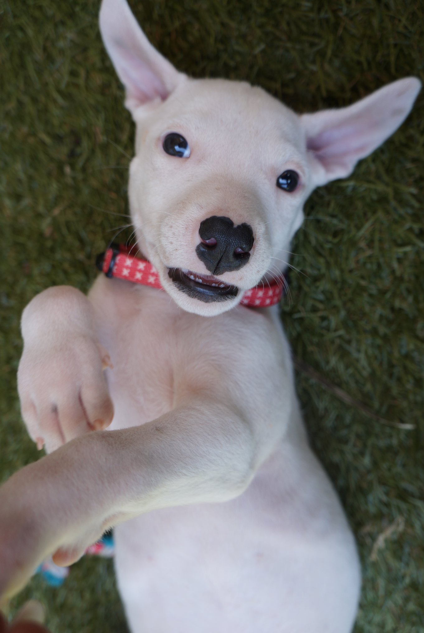 Gladys - Medium Female Catahoula x Whippet Mix Dog in QLD - PetRescue