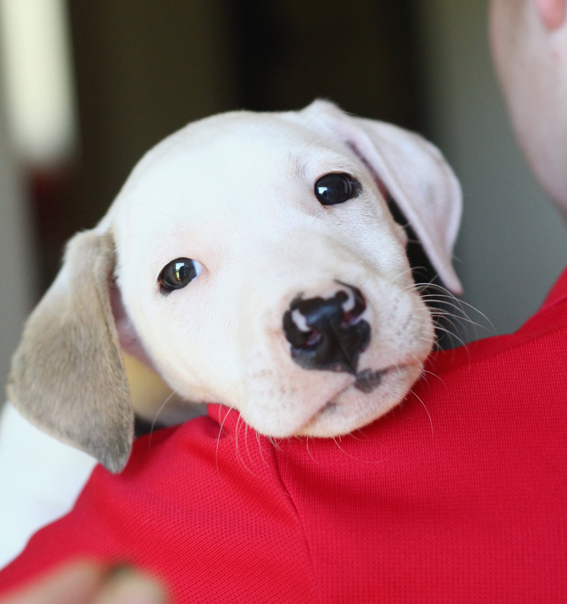 Ozzie - Medium Male Catahoula x Whippet Dog in QLD - PetRescue