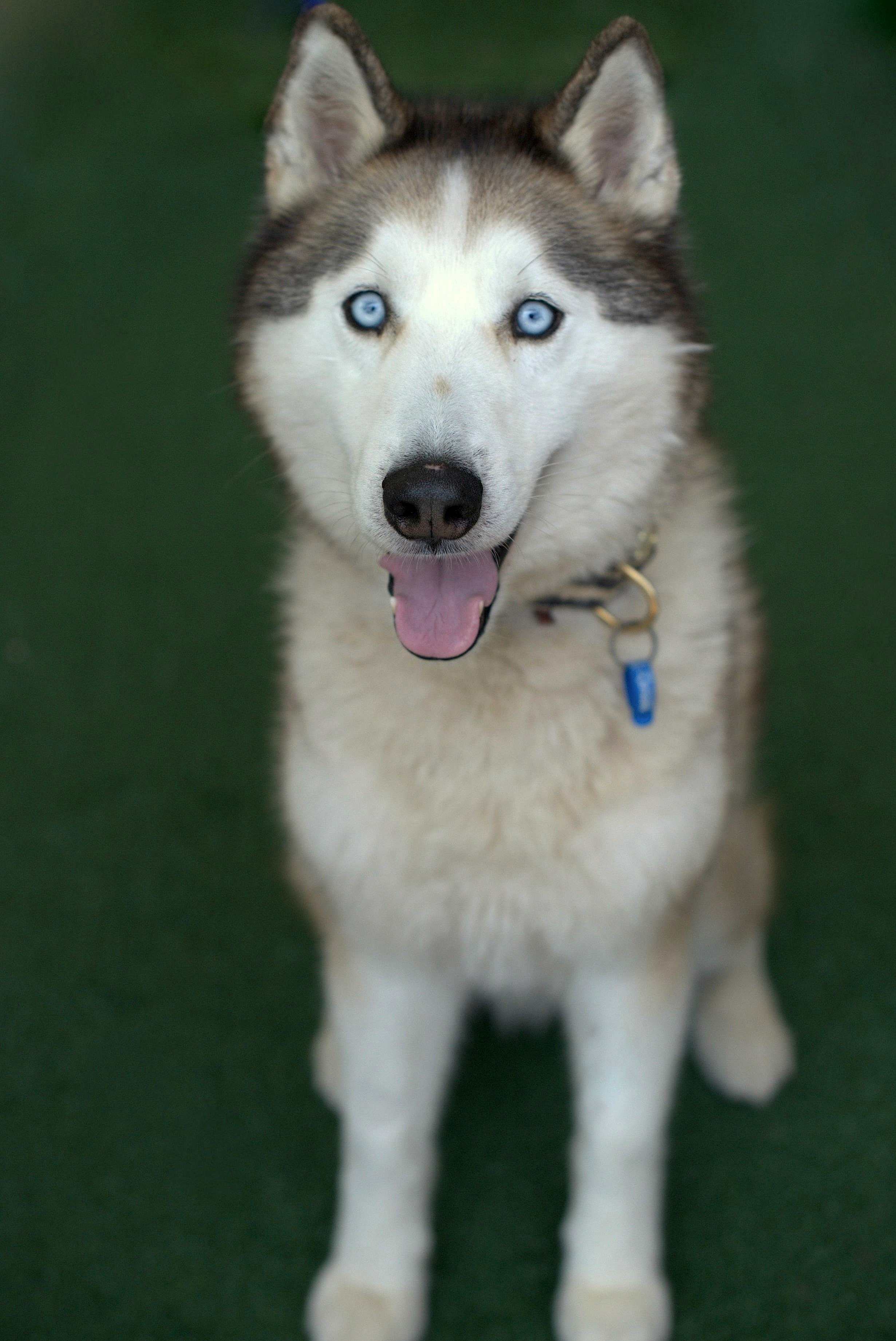 Bailey - Large Male Siberian Husky Dog in NSW - PetRescue