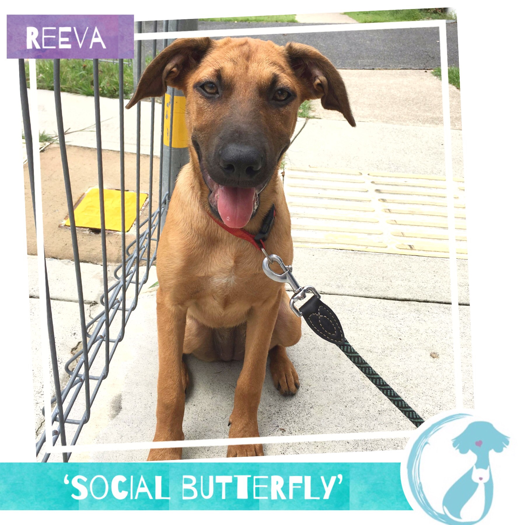 Reeva - Medium Female Ridgeback Mix Dog in QLD - PetRescue