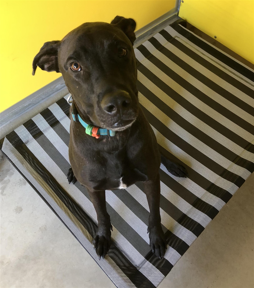 Oscar - Medium Male Rhodesian Ridgeback x English Staffordshire Bull ...